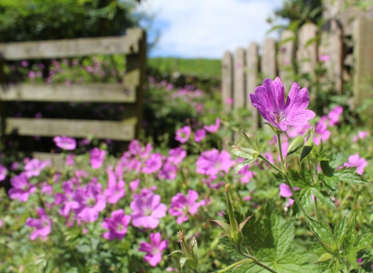 Things To Do In The Garden in July - Cosy Home Blog